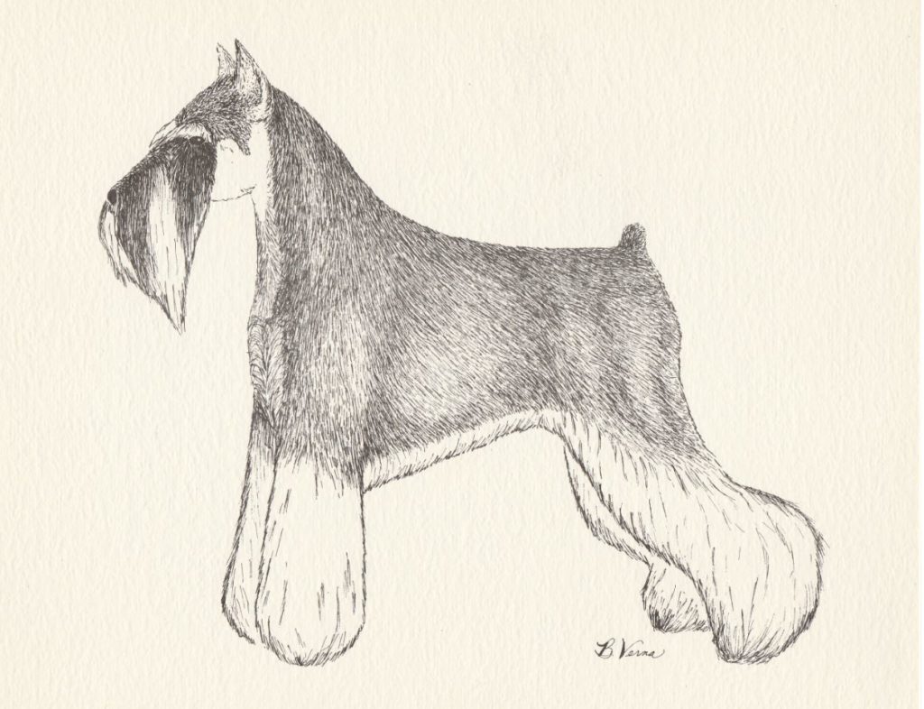 The Breed Standard | Regency Miniature Schnauzers